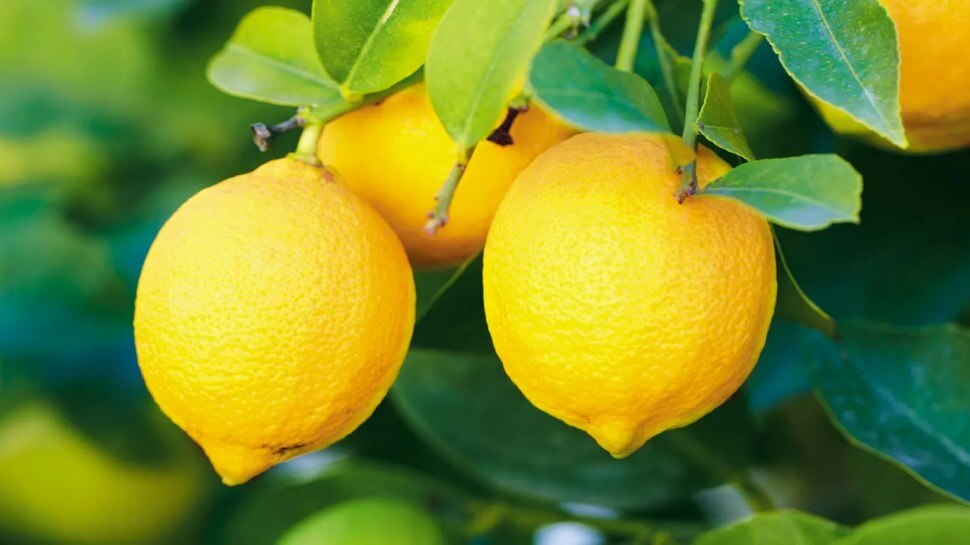 Side effects of lemon: people who should not eat Lemon |ಈ ಕಾಯಿಲೆ ...