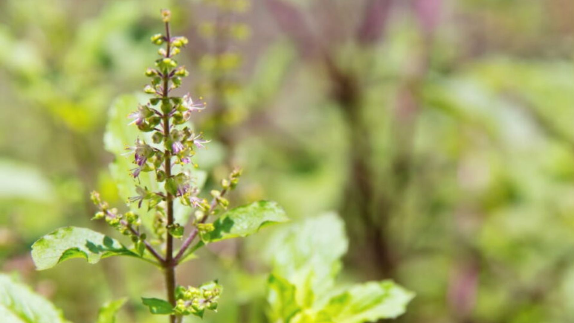 If you have planted a Tulsi plant in your yard don't make this mistake ...