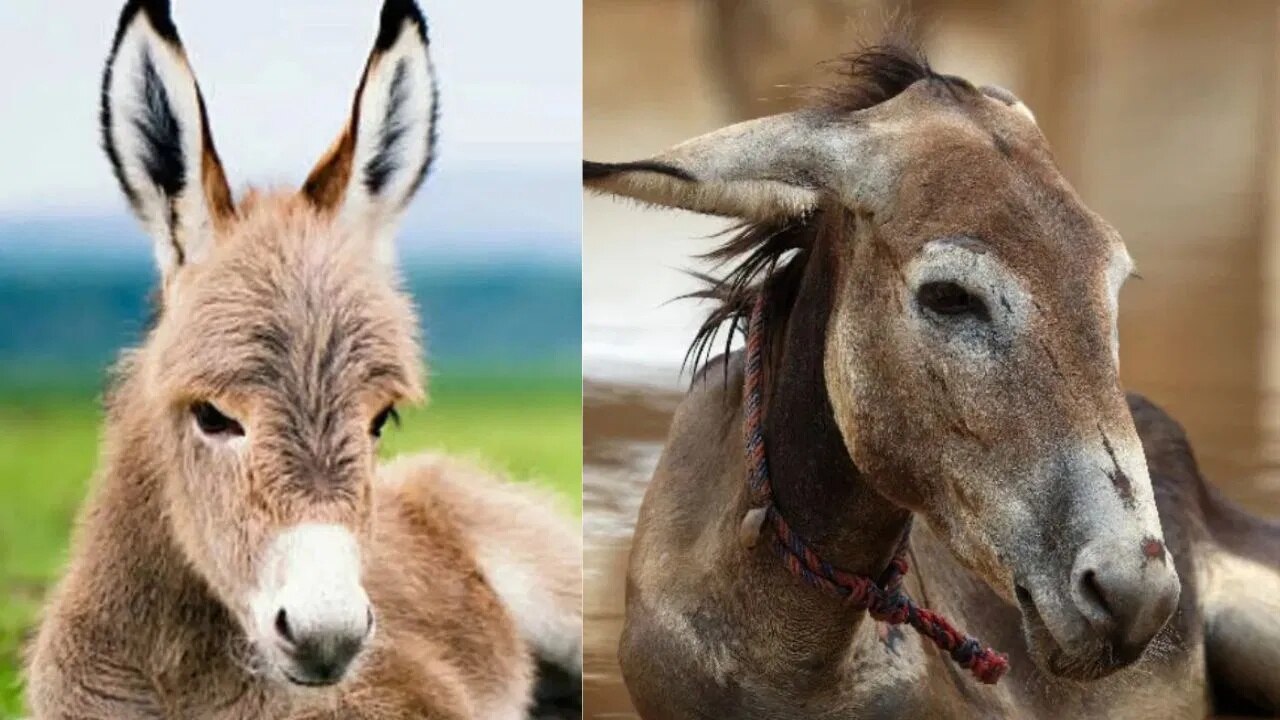 Do you know which country national animal is the donkey? |ಕತ್ತೆ ಯಾವ ...