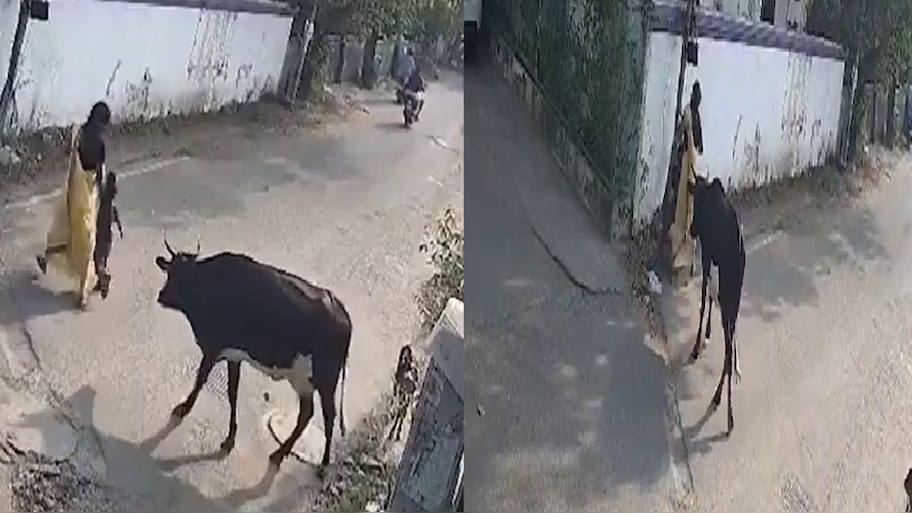 A stray cow brutally attacked a woman as she tried to protect her child ...