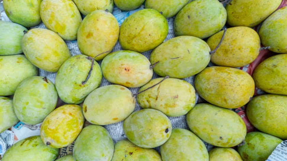 Health Benefits and History of Langra or Langda Mango| ಒಂದಲ್ಲ, ಎರಡಲ್ಲ... 11ಕ್ಕೂ ಹೆಚ್ಚು ...