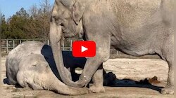 Latest Kannada News Elephant Love Rare Video, Elephant Love Rare Video ...