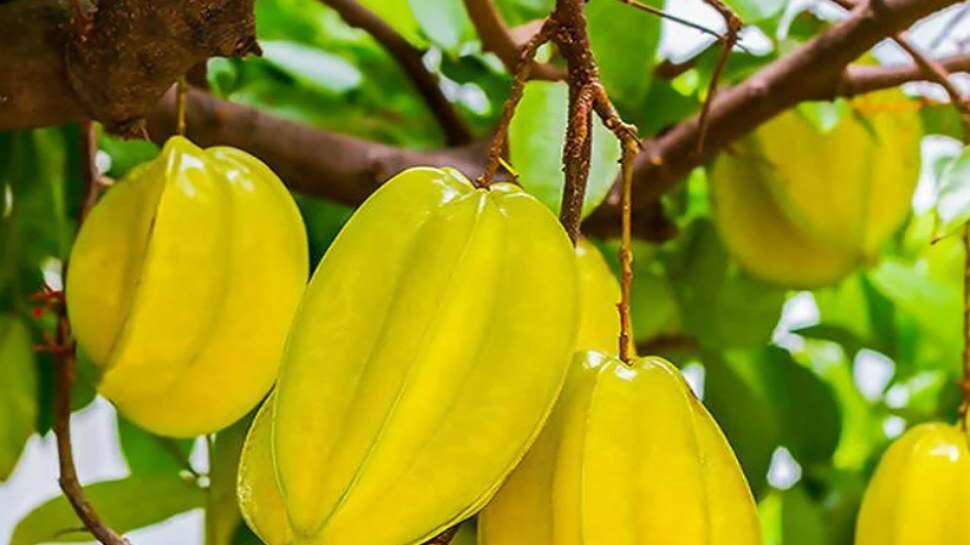 natural way to control sugar: drinking star fruit tree bark powder with ...