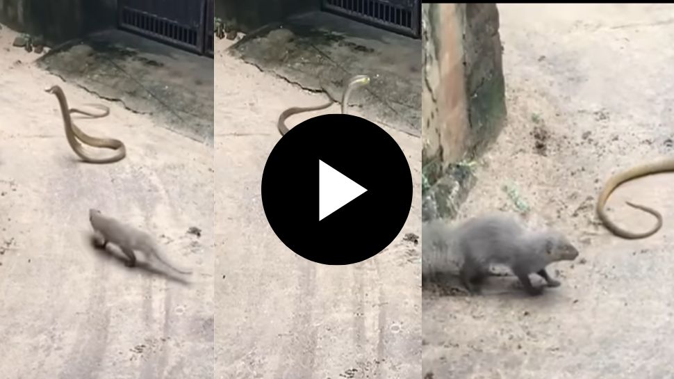 Mongoose Vs Snake: Snake and Mongoose fierce fight viral video | Snake ...