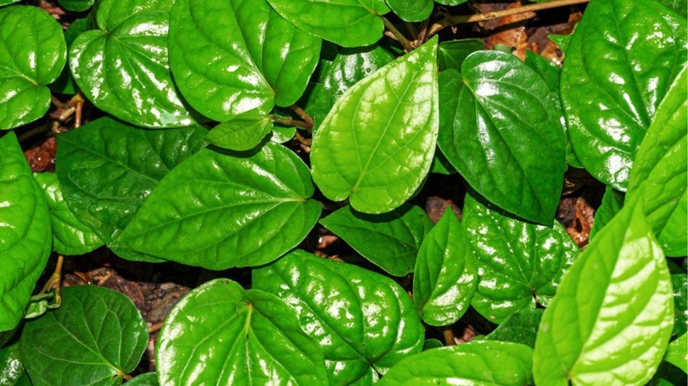 Amazing Health Benefits Of Betel Leaves| ಮಾರಕ ಕ್ಯಾನ್ಸರ್‌ ಕಾಯಿಲೆಯನ್ನೇ ...
