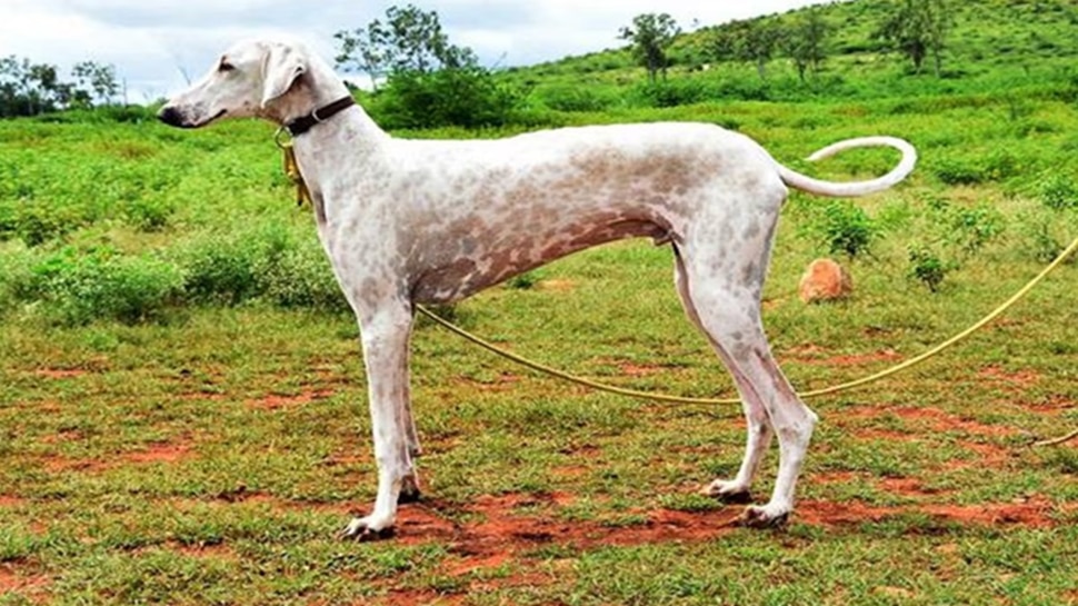 How was the Mudhol Hounds breed born? There is an interesting history ...