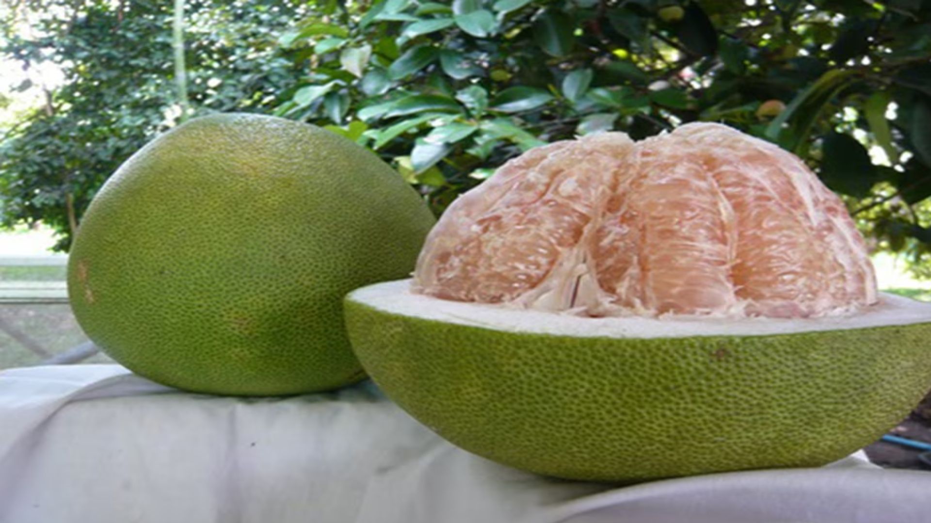 chakotha Fruit For Control Blood Sugar and prevent Cancer | ಕ್ಯಾನ್ಸರ್ ...