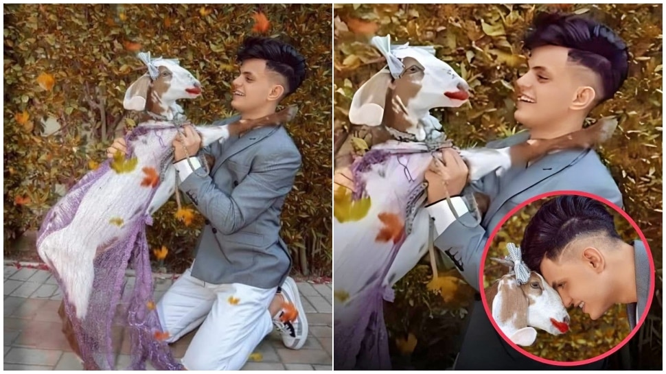 boy married goat photos goes viral on social media | ಗೆಳತಿ ಮದುವೆಗೆ ...