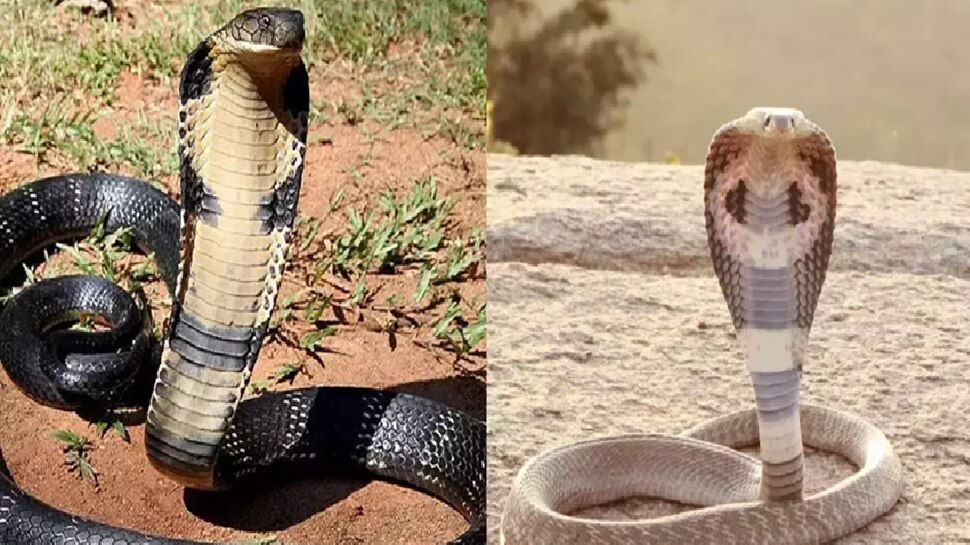 King cobra vs Indian cobra; Which is more poisonous? |ಕಾಳಿಂಗ ಸರ್ಪ vs ...