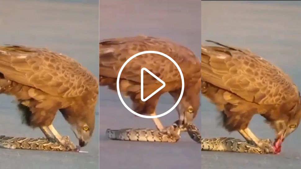 Eagles attacks on snake and eats it alive viral video | Viral video ...