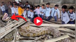 Latest Kannada News Elephant Vs Python Snake Video, Elephant Vs Python ...