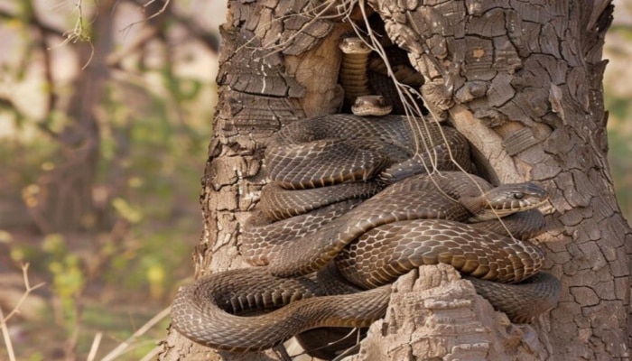 cave of snake know more about snake and sandal tree | ಈ ಮರ ಇದ್ದಲ್ಲಿ ...