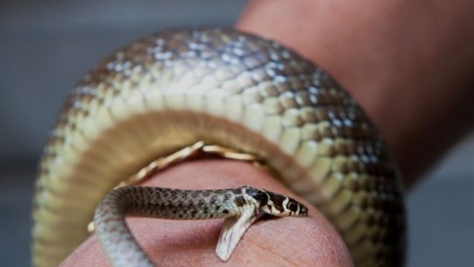 Snake Bite First Aid Treatment and natural remedy| ಹಾವು ಕಡಿತದ ನಂತರ ...