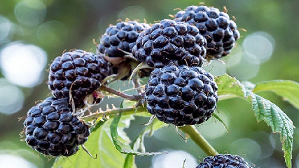 Raspberries rich in potassium prevent the heart attack | ಹೃದಯಾಘಾತ ...