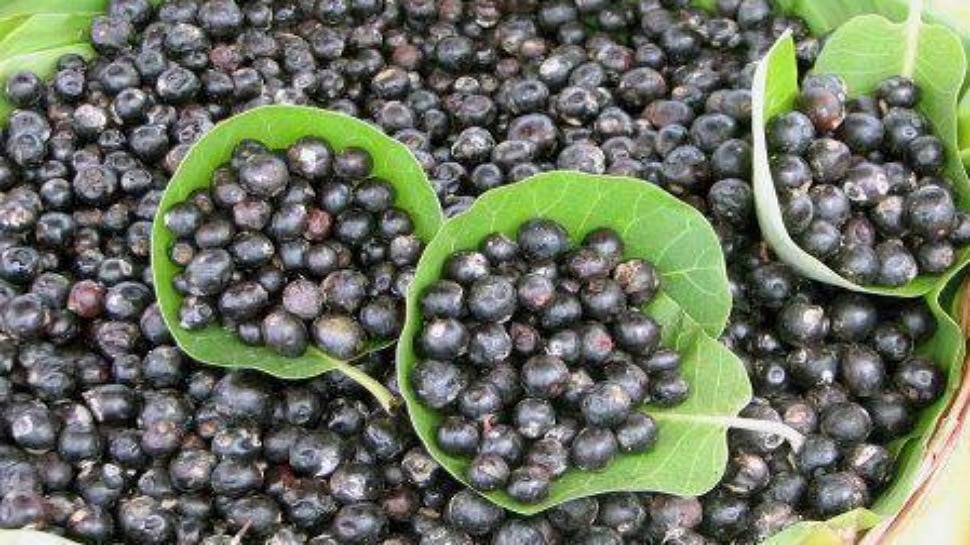 Kavale hannu benefits to control blood sugar | ವರ್ಷದಲ್ಲಿ 20 ದಿನ ಮಾತ್ರ ...