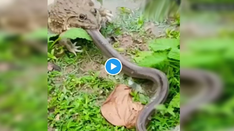Viral video of a frog swallowing a snake| Viral Video: ಜೀವಂತ ಹಾವನ್ನೇ ...