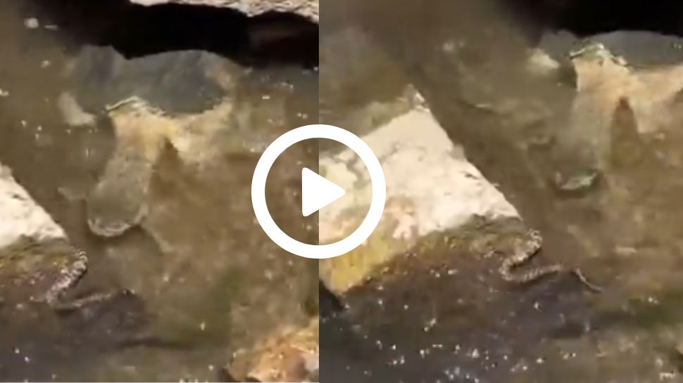Turtle hunts and eats alive snake shocking video goes viral on social ...