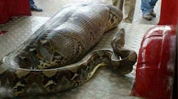 Latest Kannada News Giant Snake Eyes Viral Video, Giant Snake Eyes ...