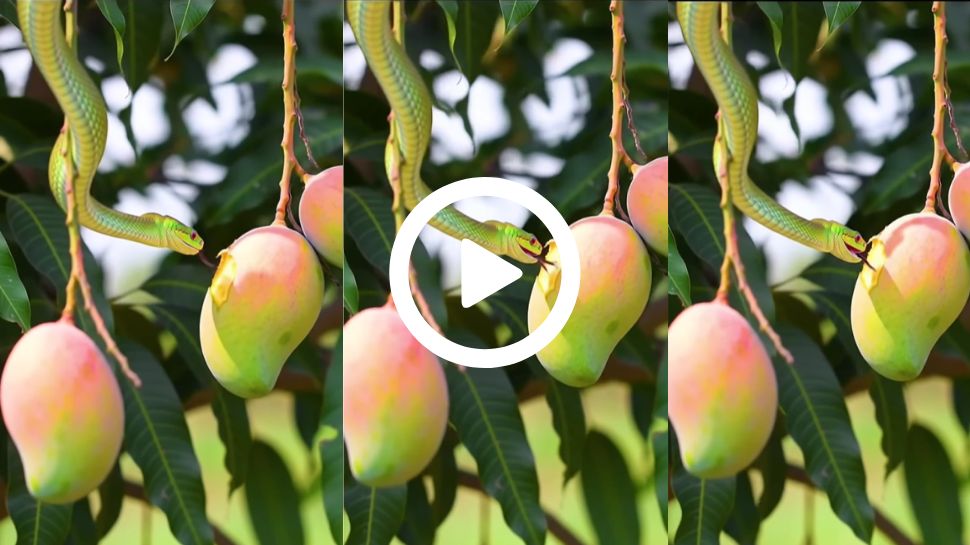 Viral Video of cobra snake eating mango on tree Shocks Social media ...