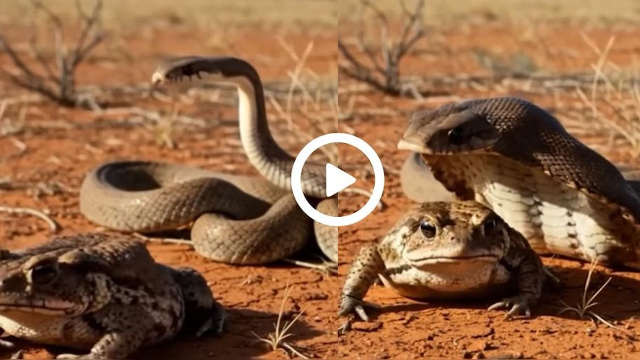 Poisonous King Cobra snake Protects pregnant Frog from burning Sun ...