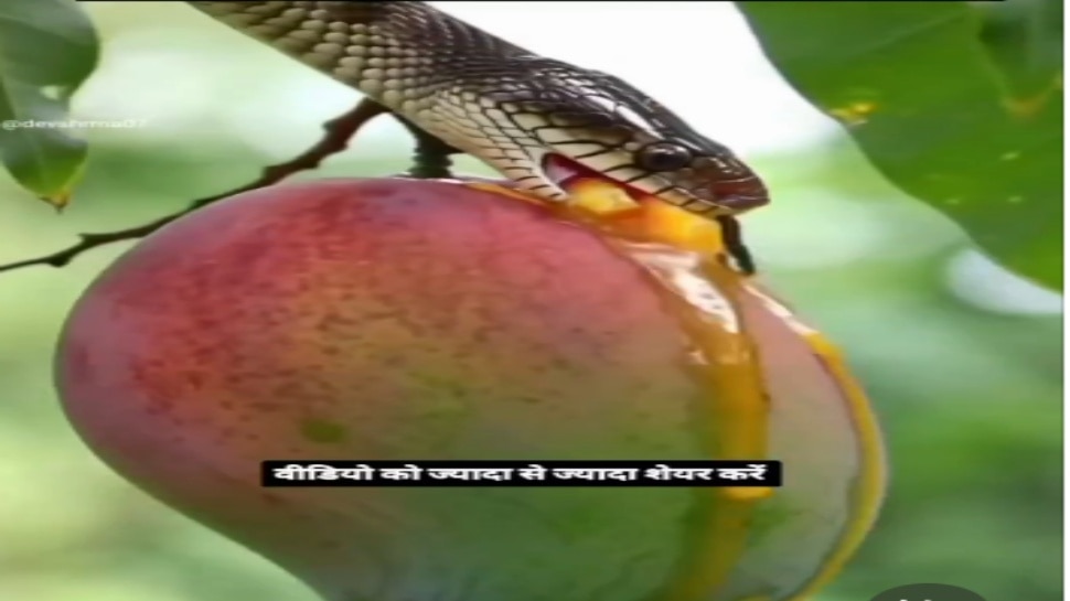 shocking video of snake eating mango goes viral |ಶಾಕಿಂಗ್‌ ವಿಡಿಯೋ! ಬಾಯಿ ...