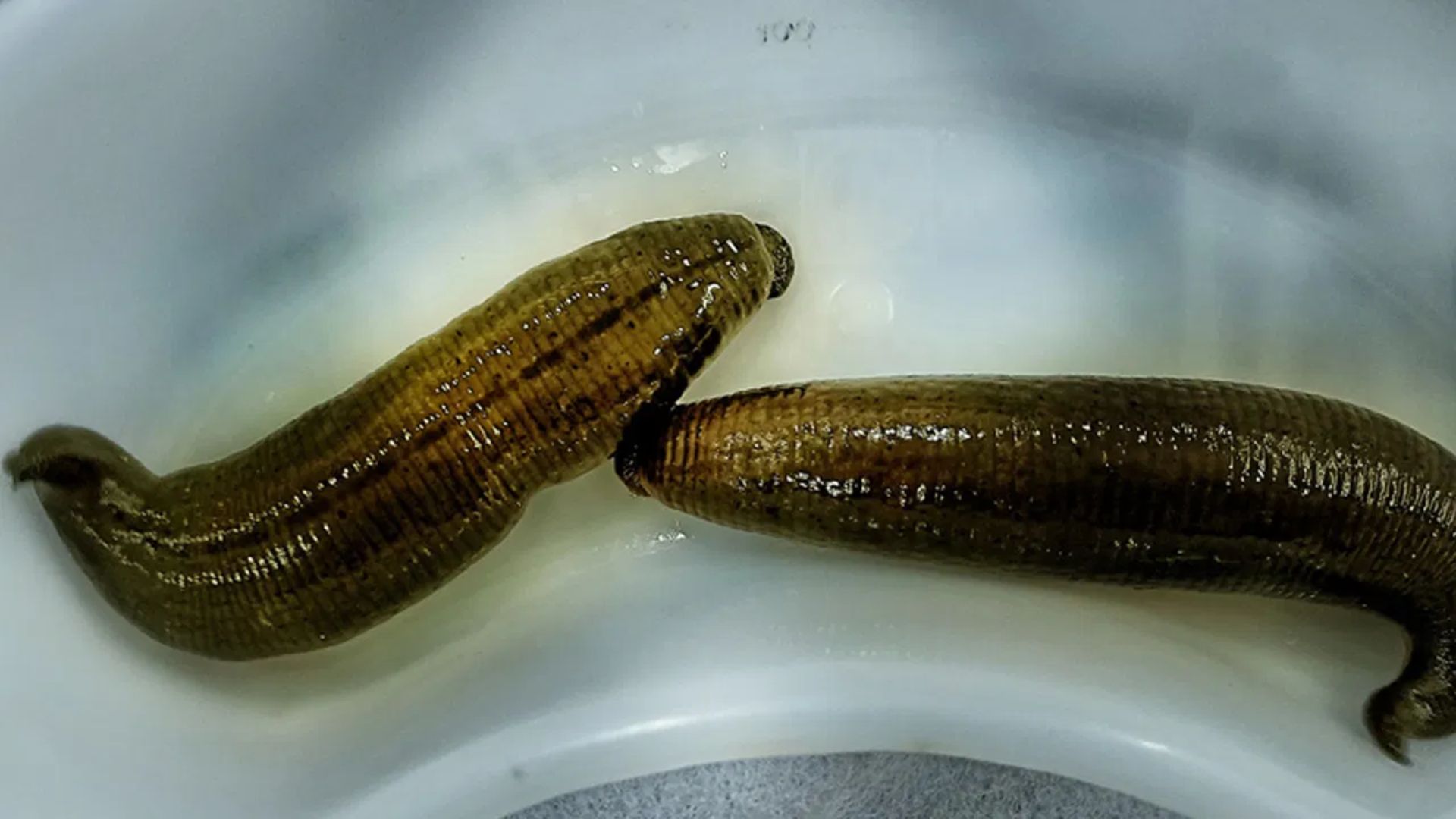 Amazing facts about leeches you must know | GK: 32 ಮೆದುಳು, 300 ...