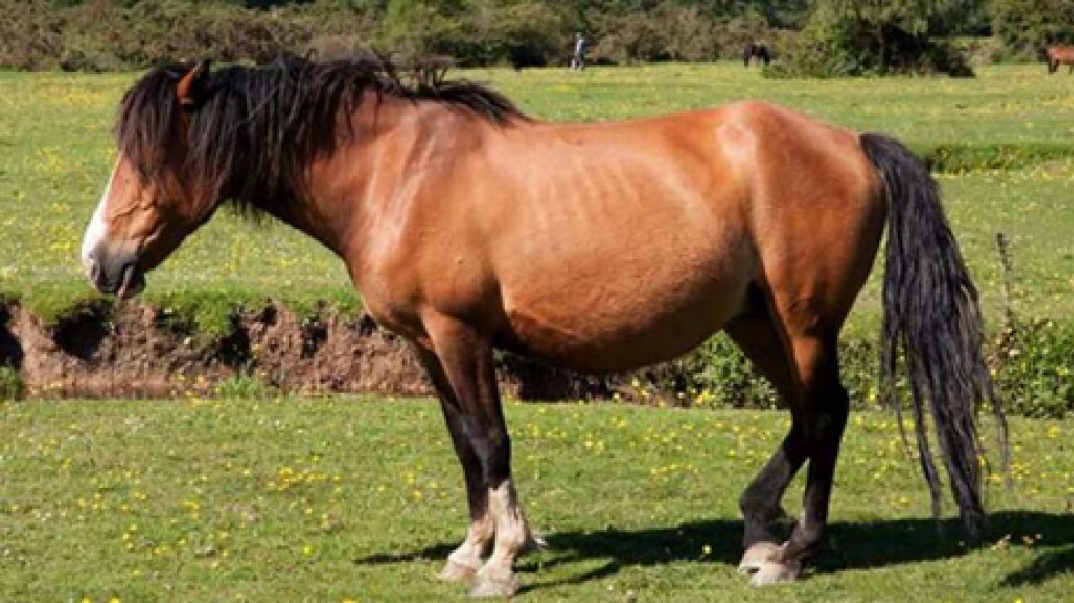 S*x with horse, Amorous act caught on CCTV; Psycho amorous man arrested ...