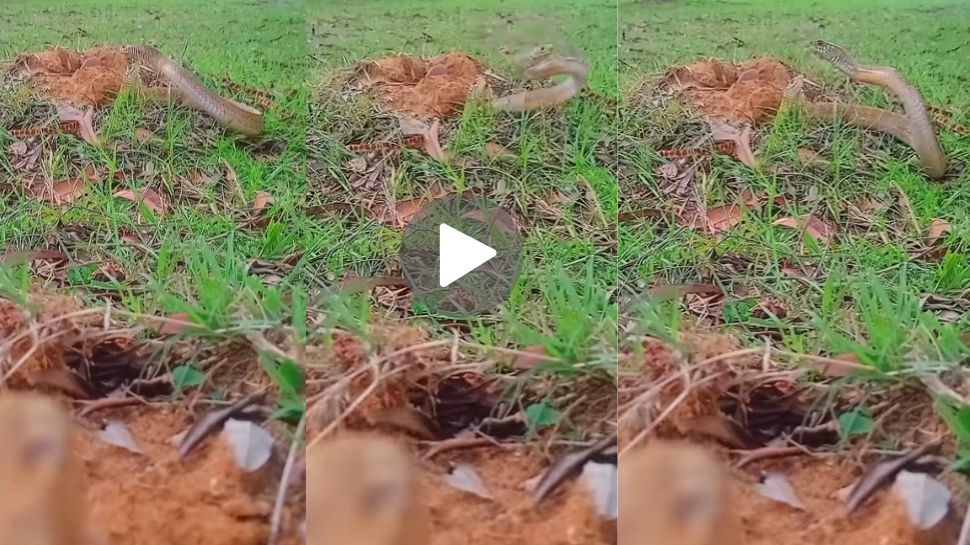 Shocking Viral video Of King Cobra Snake Dancing For Nagini Song ...
