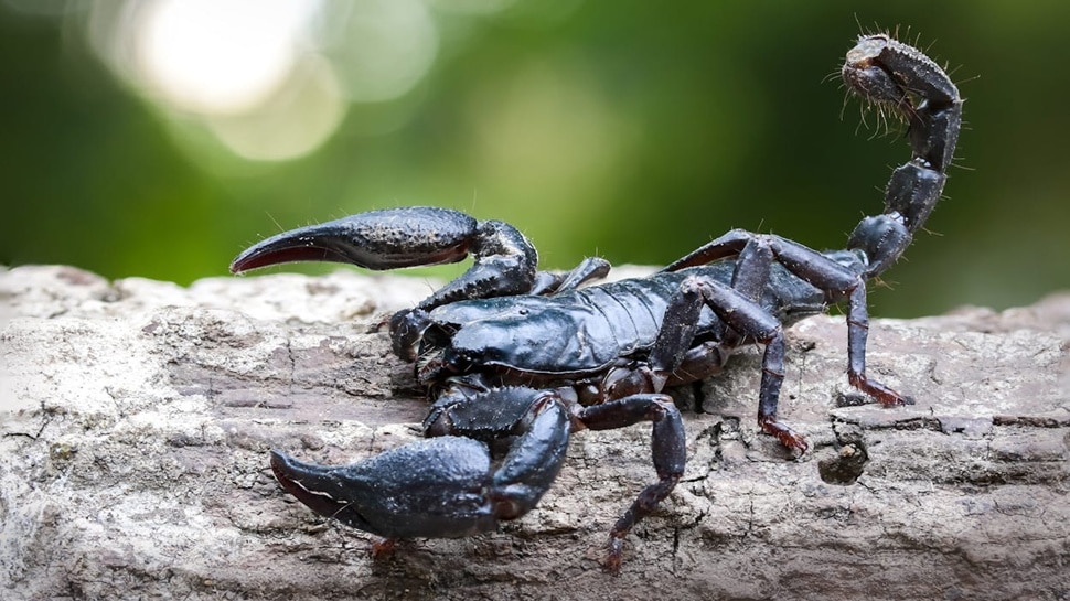 Poisonous scorpion sting first aid treatment that helps remove venom ...