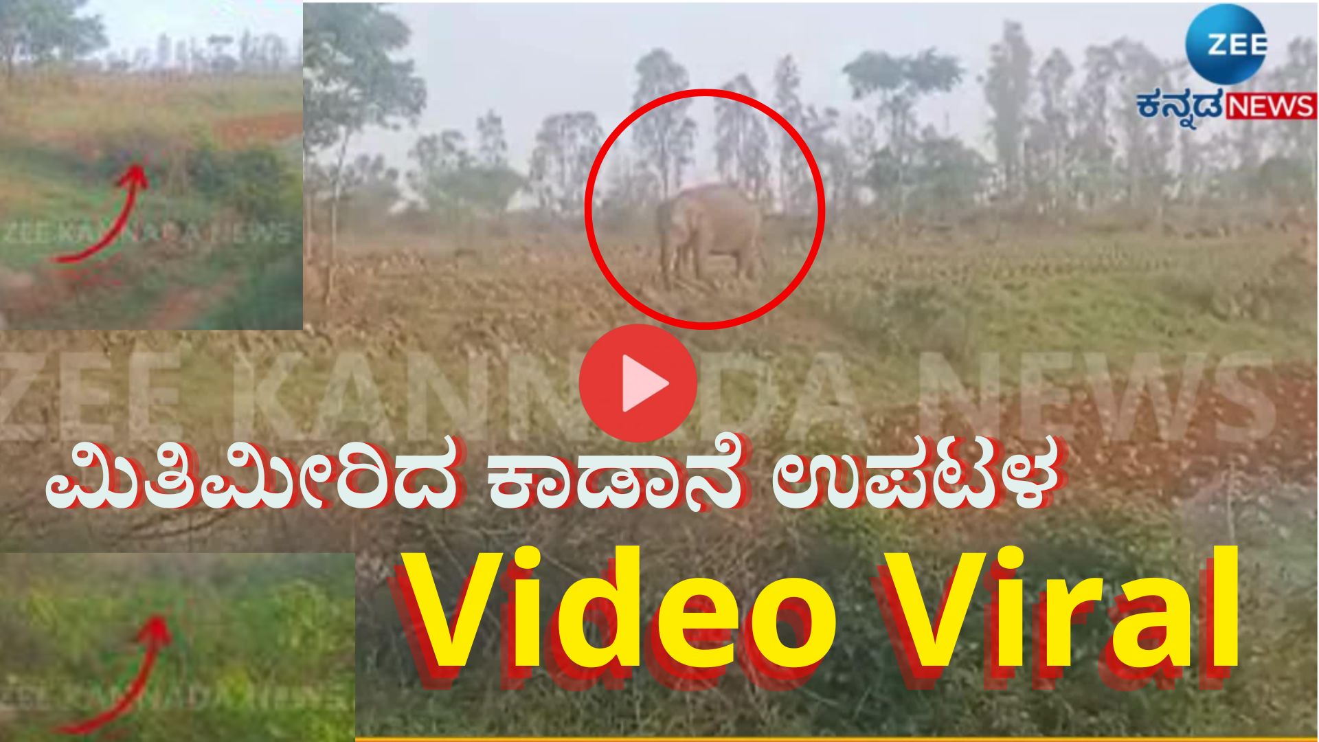 Wild Elephant Eating Crops Video Viral Today | ಮಿತಿಮೀರಿದ ಕಾಡಾನೆ ಉಪಟಳ ...