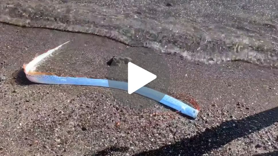 Viral Video of doomsday fish found in sea shore superstition saying ...