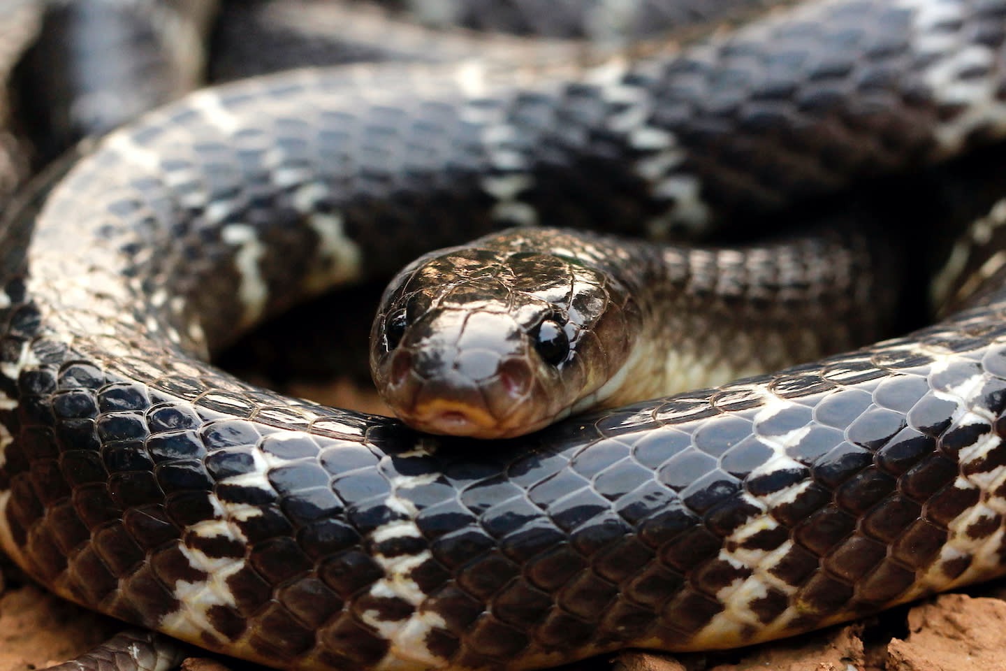 india dangerous venomous snakes names | ನಿಮ್ಮ ಮನೆ ಸುತ್ತ ಮುತ್ತ ಇಂತಹ ...