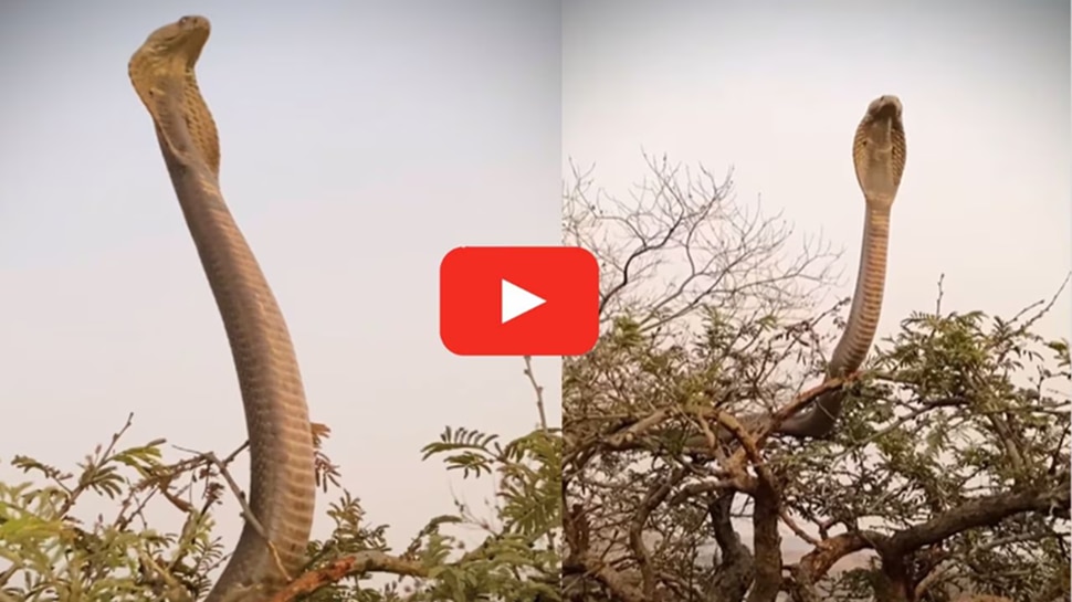 12 foot long snake spotted Video goes viral on social media | 12 ಅಡಿ ...