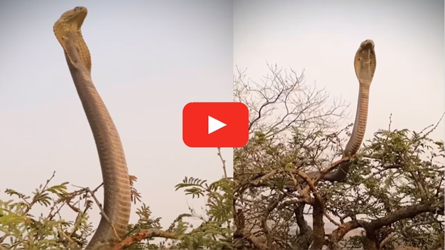 12 foot long snake spotted Video goes viral on social media | 12 ಅಡಿ ...