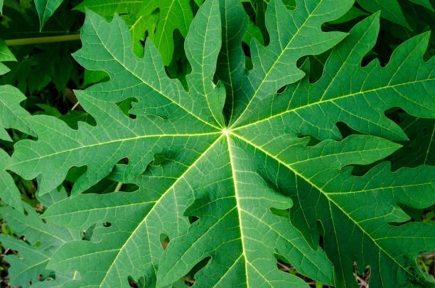 papaya leaf for blood Sugar Control | ಮಧುಮೇಹವನ್ನ ಬುಡದಿಂದಲೇ ತೊಲಗಿಸುವ ...