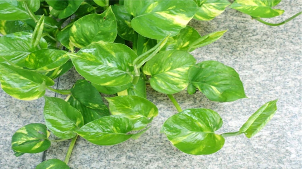 Lucky Vastu Plants for wealth and happiness resembling God Kubera stay ...