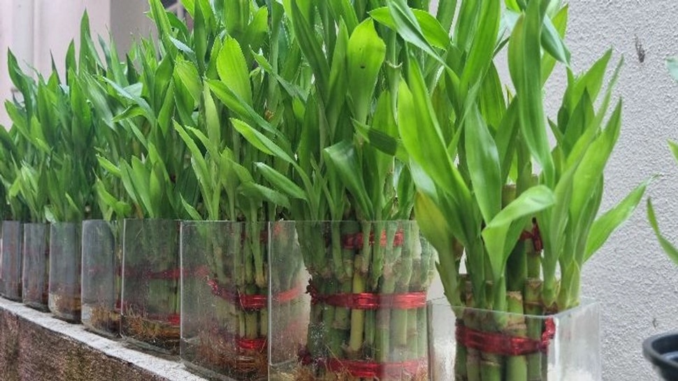 Lucky Vastu Plants for wealth and happiness resembling God Kubera stay ...