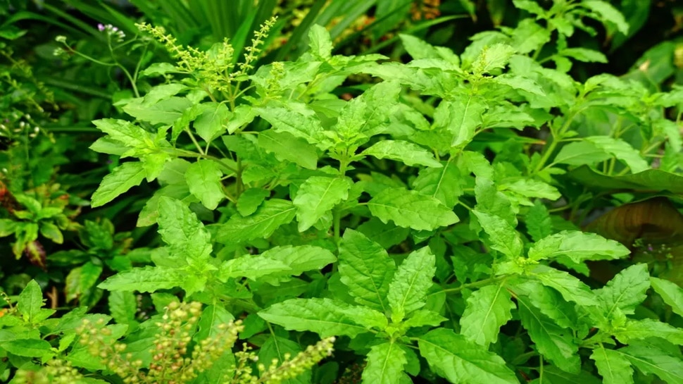 Lucky Vastu Plants for wealth and happiness resembling God Kubera stay ...
