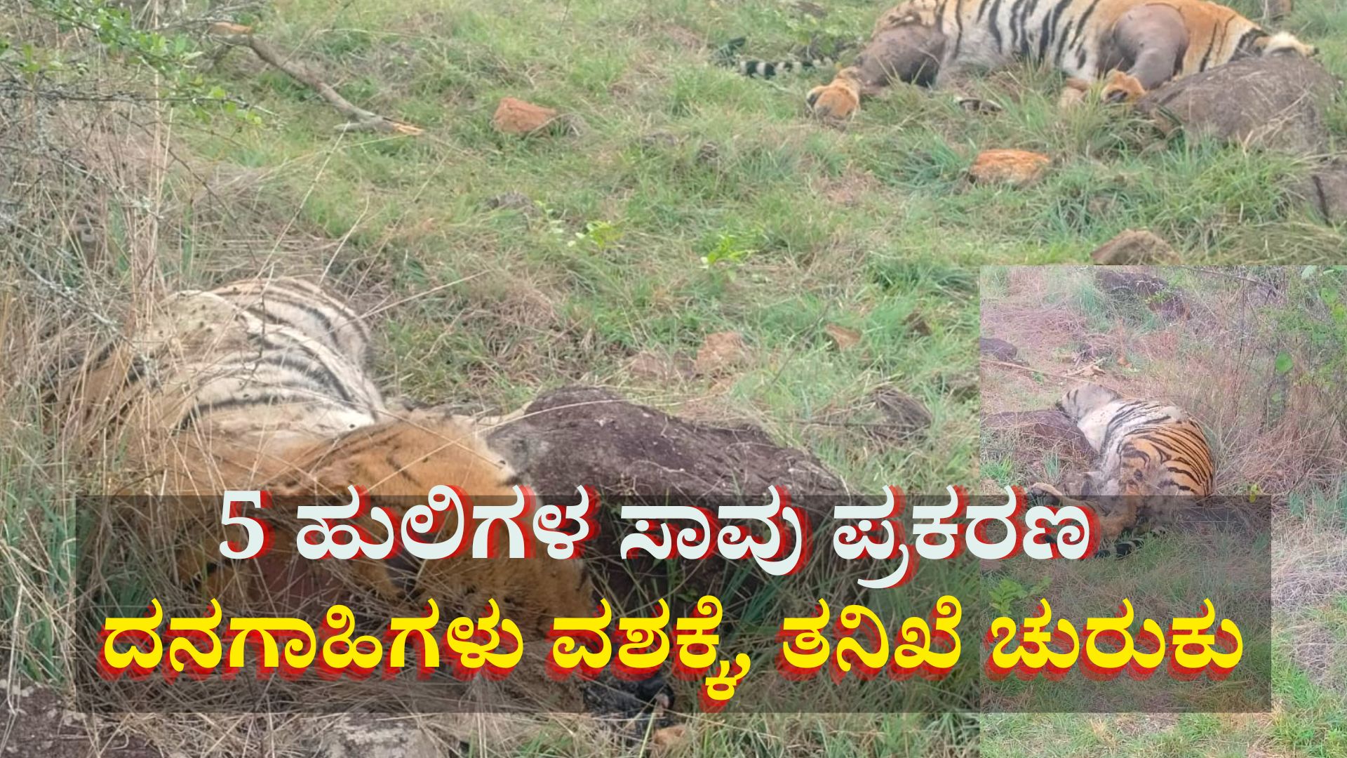 Big update on Tigers Death in Karnataka Case | 5 ಹುಲಿಗಳ ಸಾವು ಪ್ರಕರಣ ...