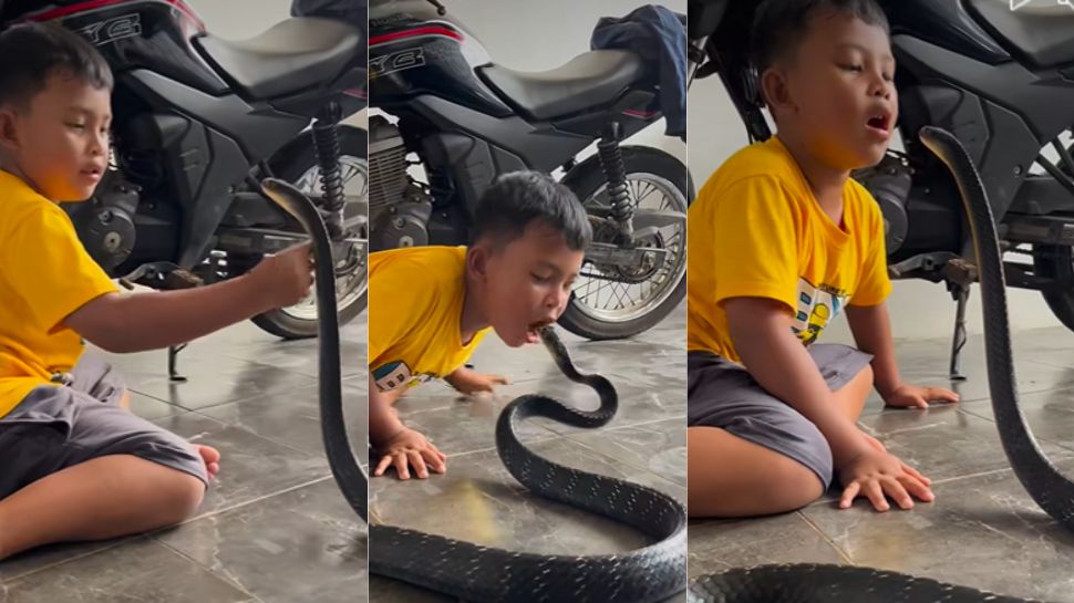 Small Boy suddenly gulps poisonous snake while playing socking video ...