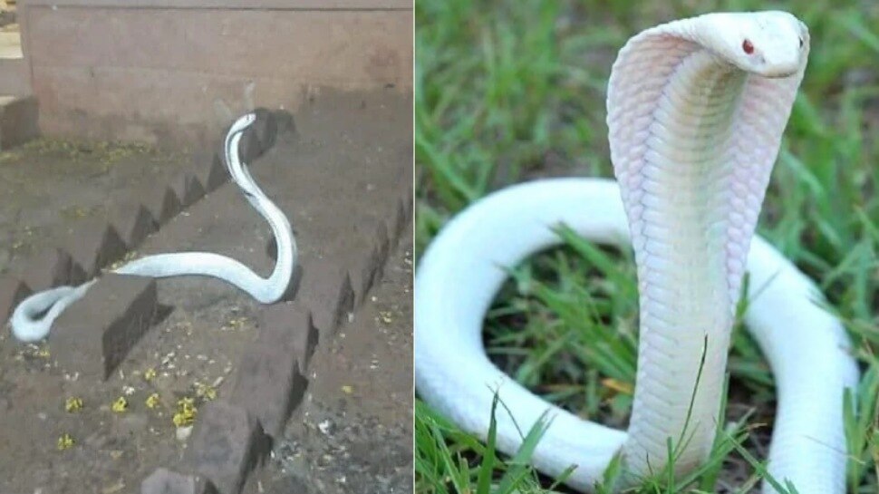 rare white snake video goes viral | ಶ್ವೇತ ನಾಗರ ನೋಡಿದ್ದೀರಾ.. ಅಪರೂಪದ ಬಿಳಿ ...