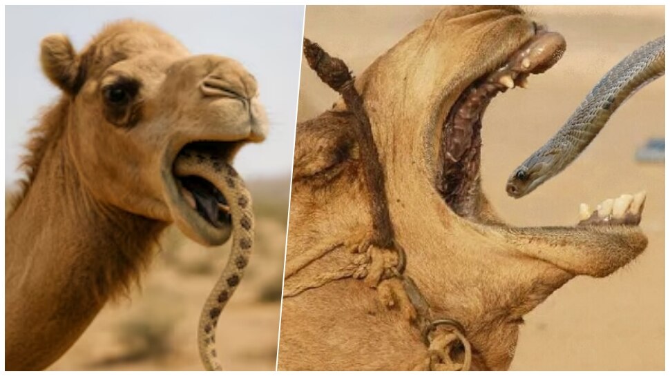 do you know why Camel swallows snake | ಒಂಟೆಗಳಿಗೆ ಜೀವಂತ ವಿಷಕಾರಿ ಹಾವನ್ನು ...