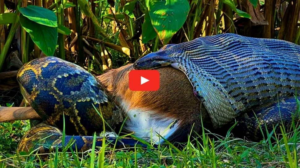 giant python swallows goat in up video goes viral | ಅಬ್ಬಬ್ಬಾ.. ದೈತ್ಯ ಕಾಡು ಮೇಕೆಯನ್ನೇ ಗುಳುಂ ಅನಿಸಿದ ...
