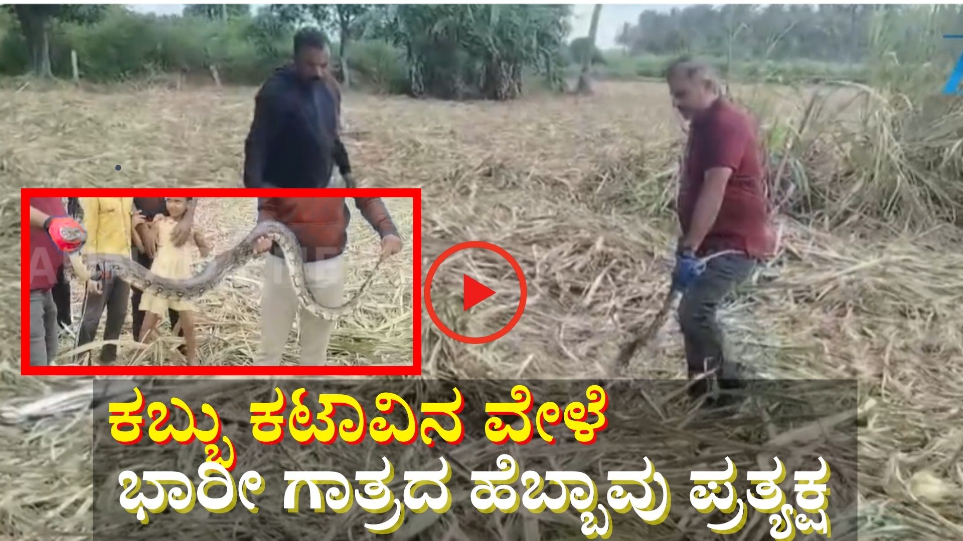 Python Viral Video | ಕಬ್ಬು ಕಟಾವಿನ ವೇಳೆ ಭಾರೀ ಗಾತ್ರದ ಹೆಬ್ಬಾವು ಪ್ರತ್ಯಕ್ಷ- ಹೌಹಾರಿದ ಜನ... ವಿಡಿಯೋ ...