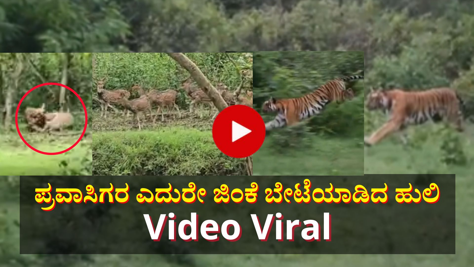 Watch Viral Video of Tiger Hunting Deer | ಪ್ರವಾಸಿಗರ ಮುಂದೆಯೇ ಜಿಂಕೆ ...