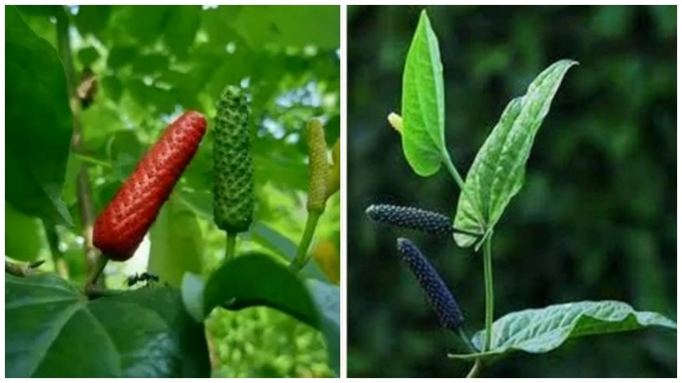 indian long pepper pippali hippali health benefits | ಗುಣಪಡಿಸಲಾಗದ ಮಾರಕ ...