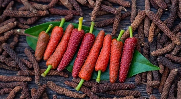 indian long pepper pippali hippali health benefits | ಗುಣಪಡಿಸಲಾಗದ ಮಾರಕ ...