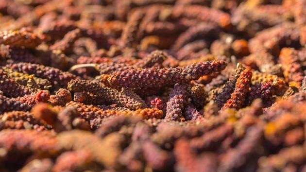 indian long pepper pippali hippali health benefits | ಗುಣಪಡಿಸಲಾಗದ ಮಾರಕ ...