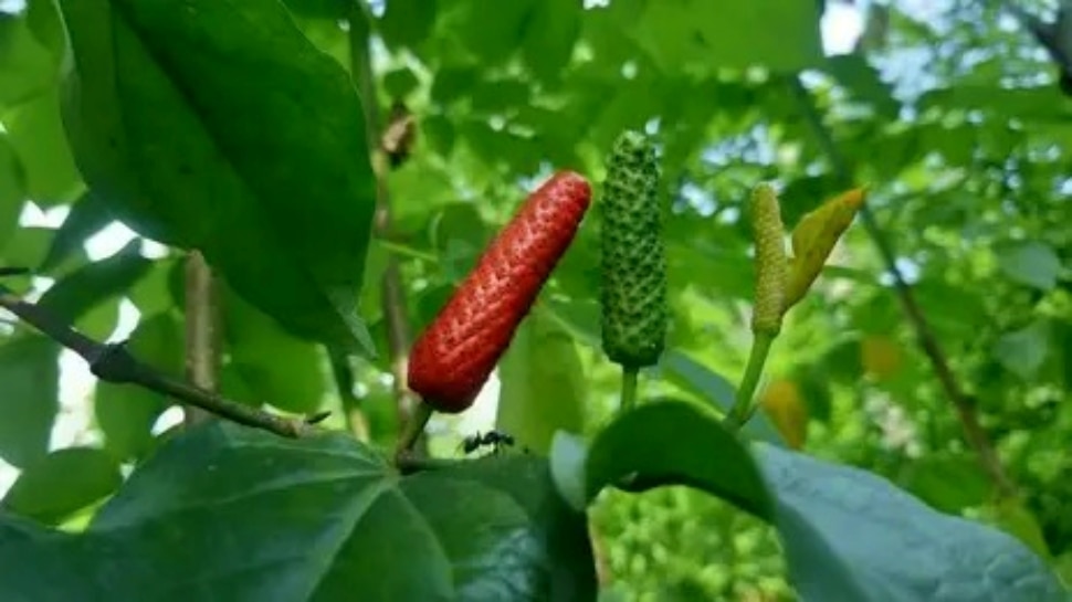 indian long pepper pippali hippali health benefits | ಗುಣಪಡಿಸಲಾಗದ ಮಾರಕ ...