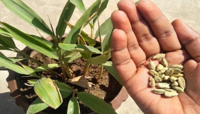 tips to grow cardamom in pot |ಮನೆಯ ಹೂ ಕುಂಡದಲ್ಲಿಯೇ ಬೆಳೆಯಬಹುದು ಏಲಕ್ಕಿ ...